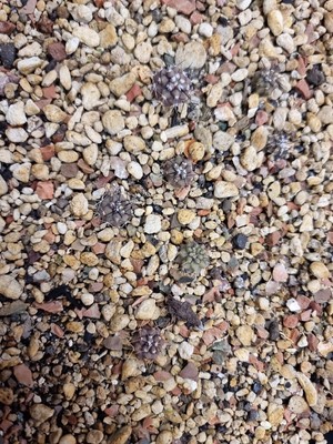 Seedgrown European Copiapoa Columna-alba Rare Cactus Succulent | eBay ...