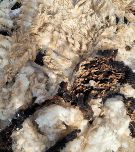 1lb Unwashed Jacob Sheep Raw Wool Locks Partial Fleece Spinning Felting ...