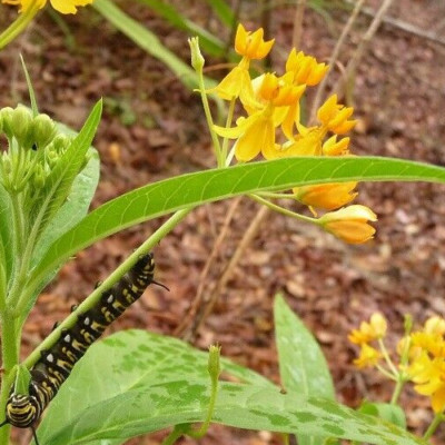 Yellow Milkweed Seeds "Silky Gold" (Asclepias curassavica) 40 Seeds | eBay