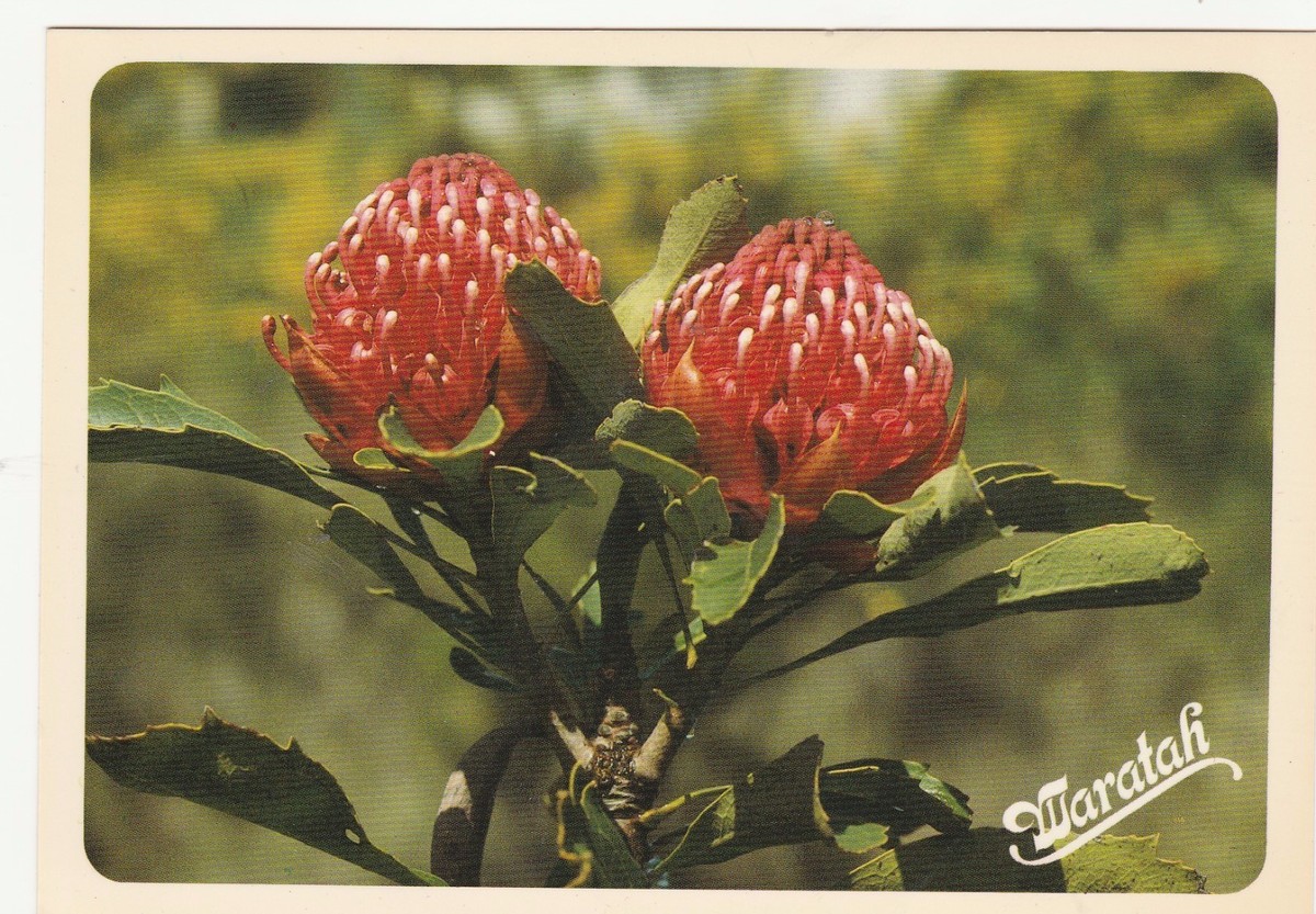 New South Wales National Flower | Best Flower Site