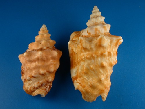 Strombus granulatus, Pair, Great Sculpture & Color, 57-76mm, Mexico ...