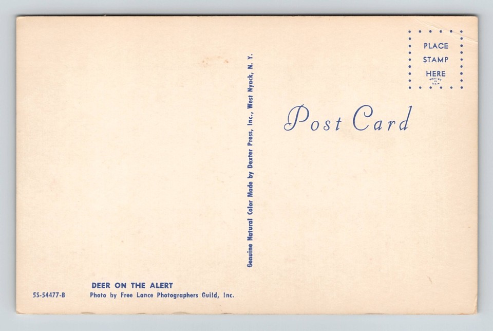 Postcard Deer On The Alert | eBay