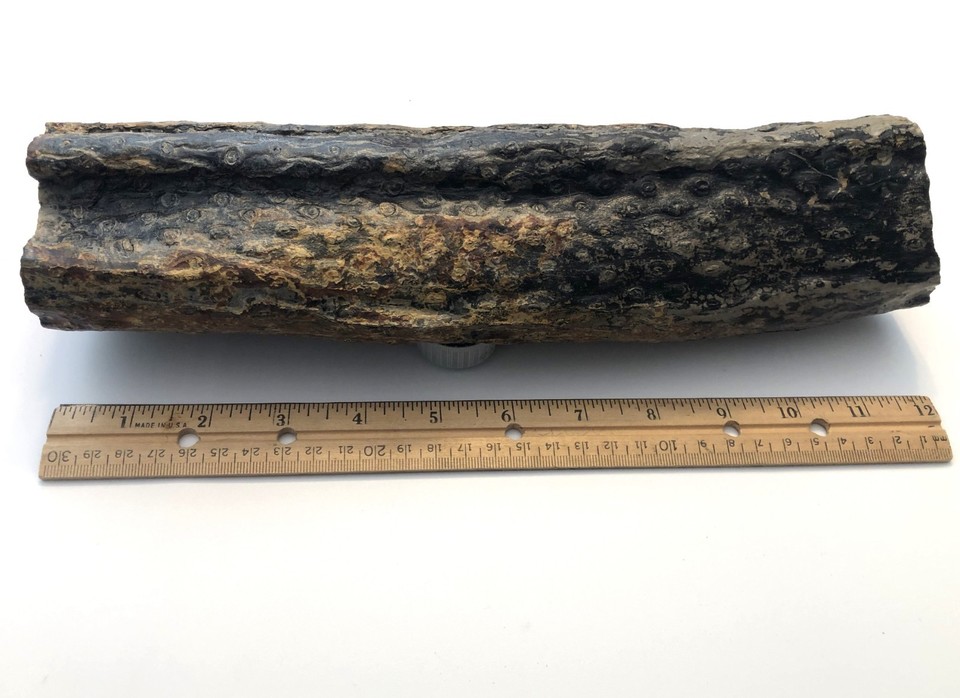 Fossil Stigmaria ficoides Lycopod Root Carboniferous | eBay