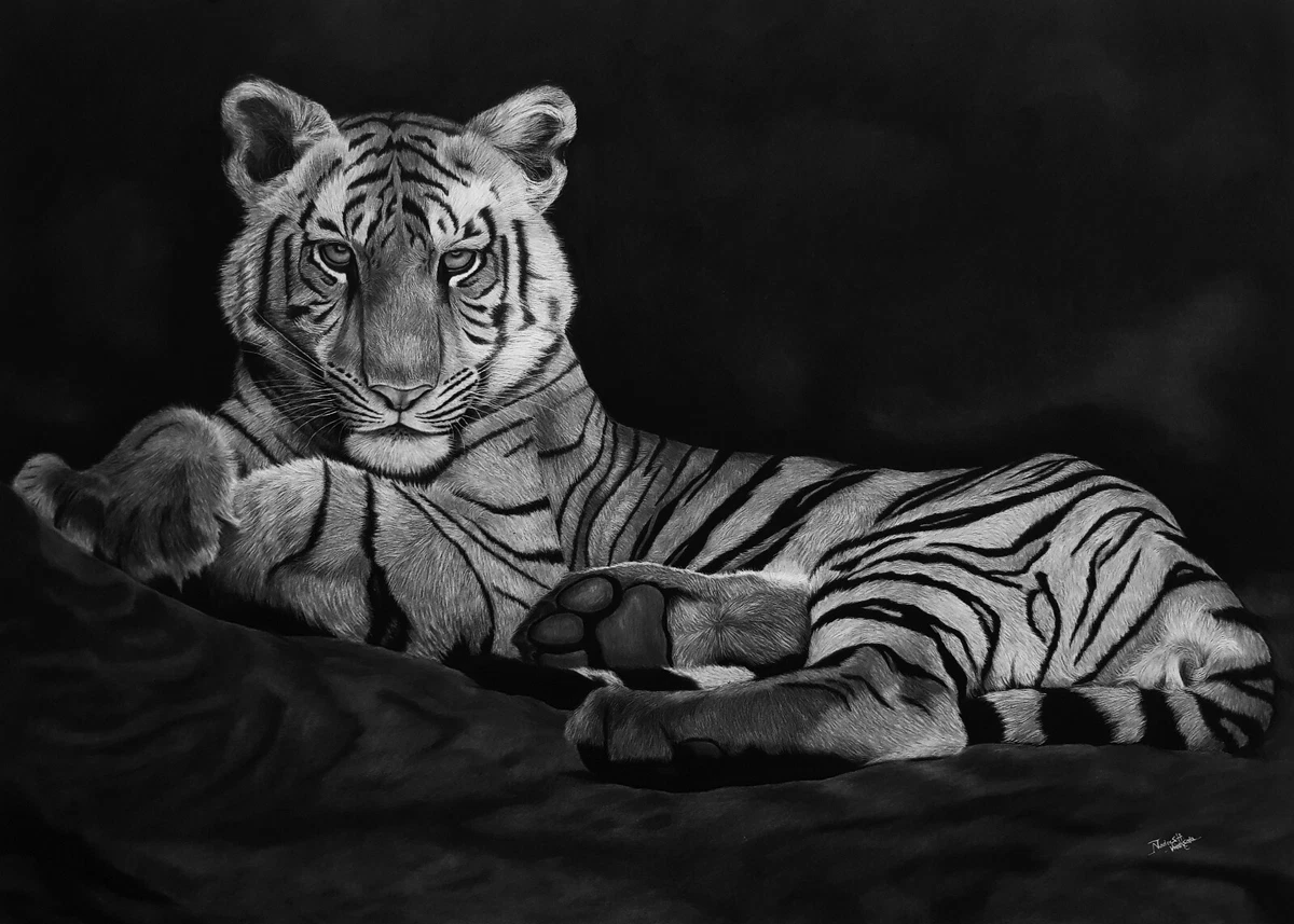 Realistic Animal Pencil Drawings