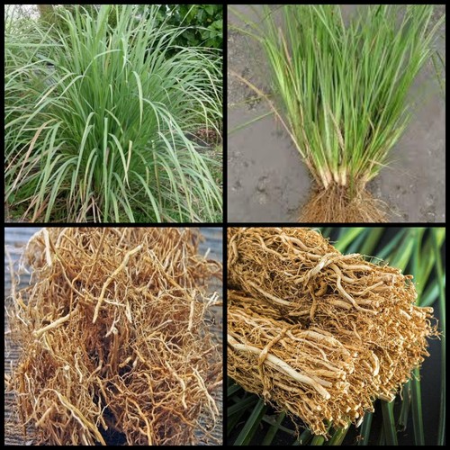 Vetiver Zizanioides Khus Roots Sugandhi Nash 50g 100% Organic Natural ...