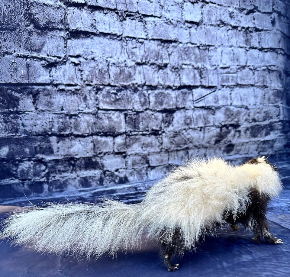 Taxidermy Furry Baby Skunk Mount Real Cabin Decor Squirrel Stuffed ...