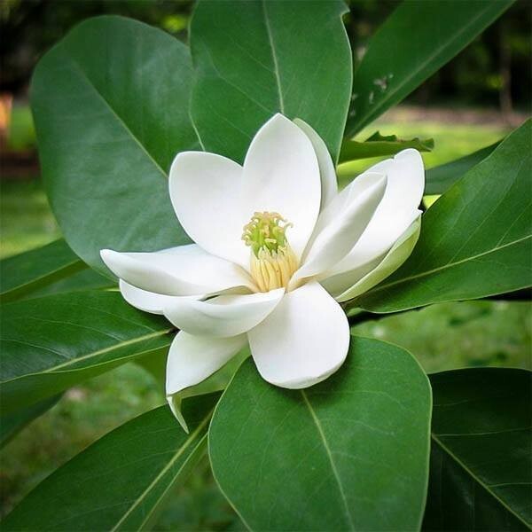 Silver Mist Sweetbay Magnolia - Magnolia virginiana - Live STARTER ...