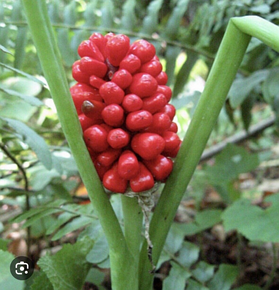 5 Jack-In-The-Pulpit bulbs Indian Turnip Plant Arisaema triphyllum ...