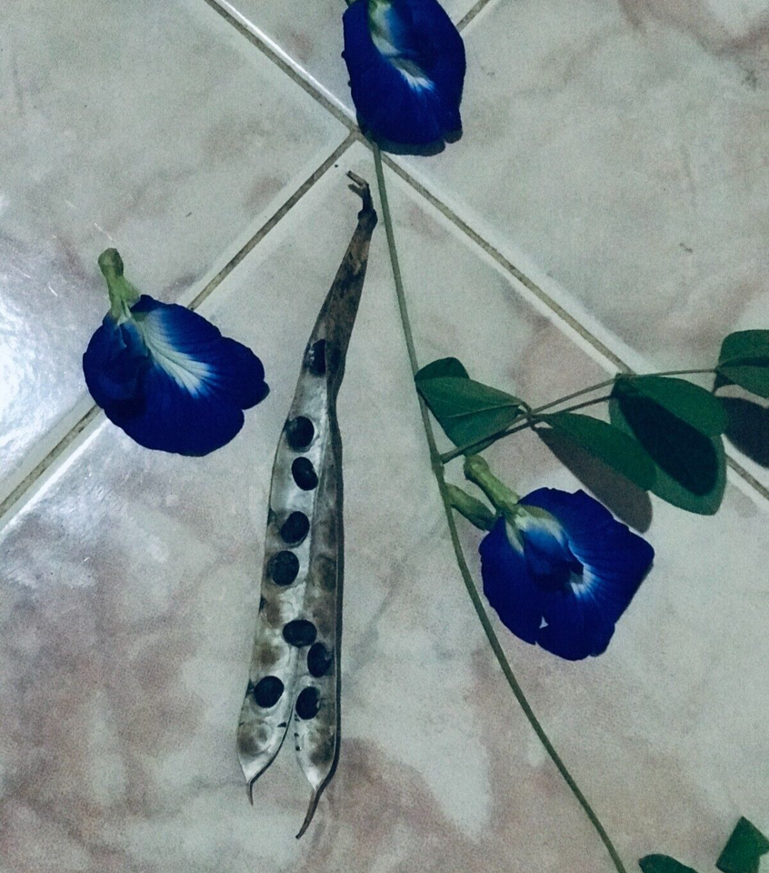 Blue Butterfly Pea Ternatea Clitoria Flower Seeds 100+ 100% Organic Nil ...