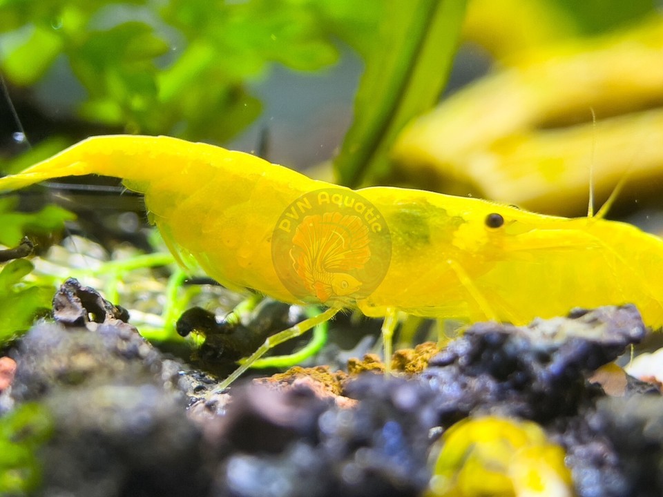 10+1 Neon Yellow Shrimp - Yellow Golden Back - Neocaridina Live Shrimp ...