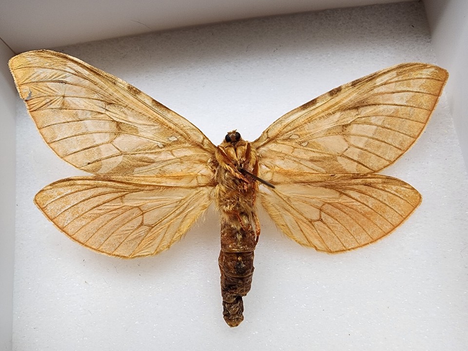 Hepialidae Sthenopis argenteomaculatus Michigan Ghost Moth Mounted ...