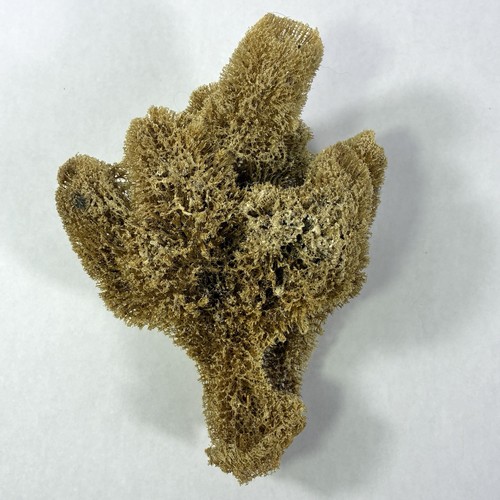 Natural Dried Sea Sponge 6.5" Nautical Coastal Home Decor Beach Ocean ...