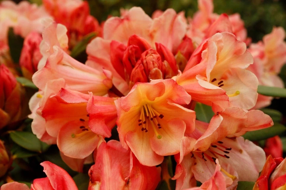 HONEY BUTTER Azalea Rhododendron Deciduous STARTER Plant a Beautiful ...