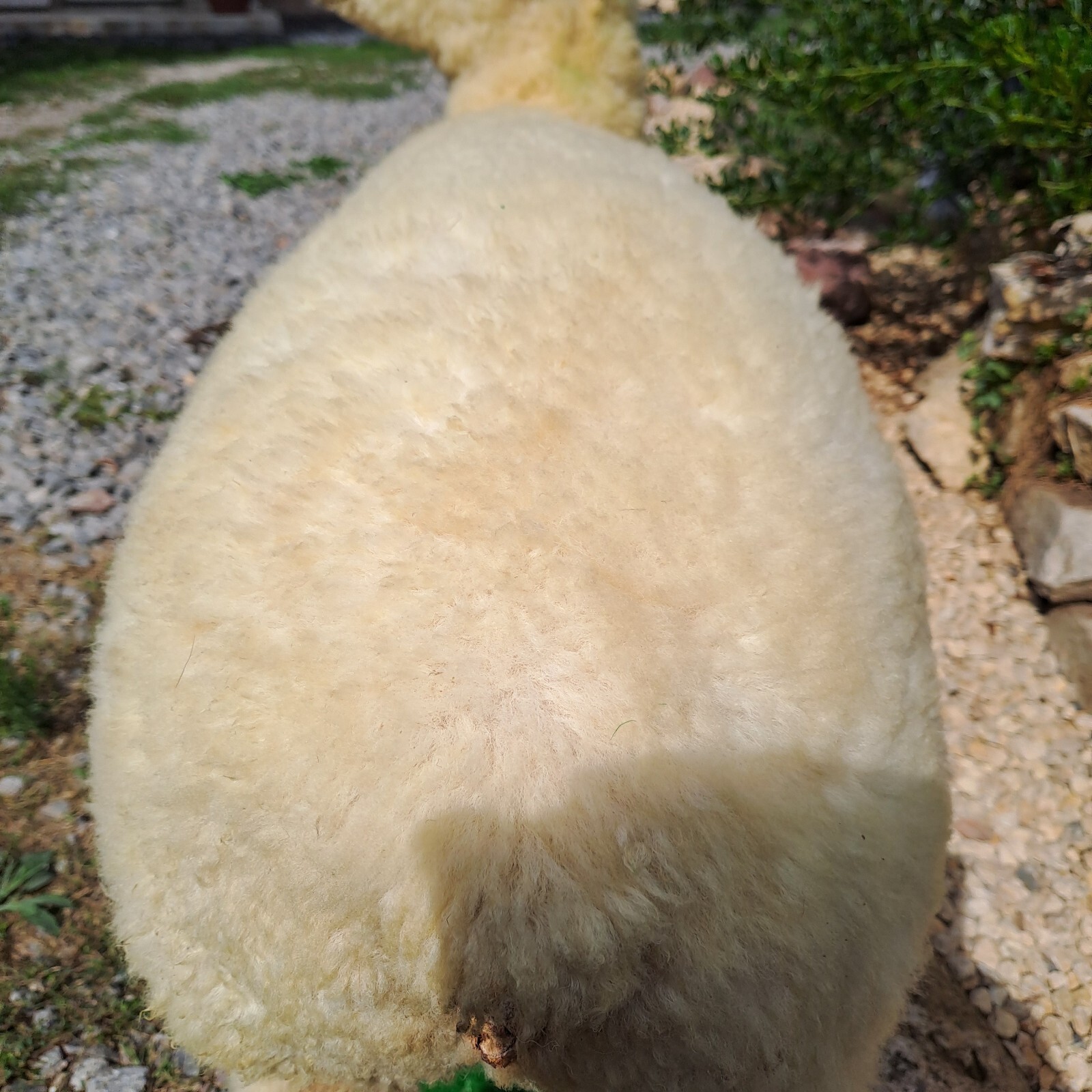 Taxidermy, adult sheep. full body mount, mouton adulte entier | eBay