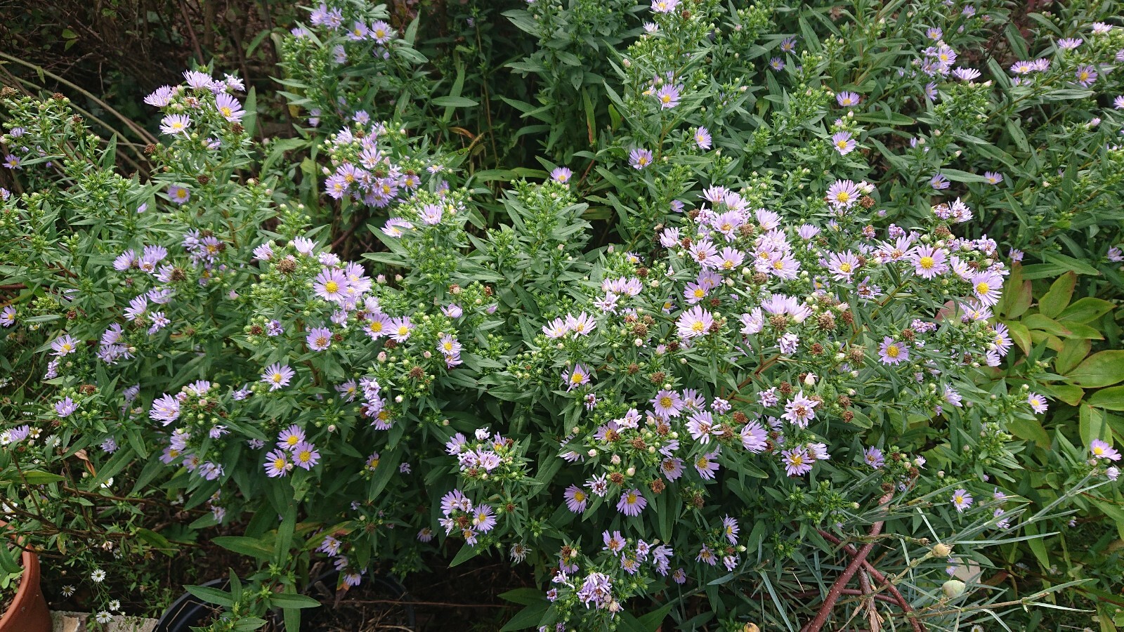 5x Michaelmas Daisy Plants Bare Root Rhizomes Aster Novi-Belgii Hardy Perennial | eBay UK
