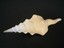 Rare Locale...FUSINUS UNDATUS w/o~159mm~Indonesia SEASHELL | eBay