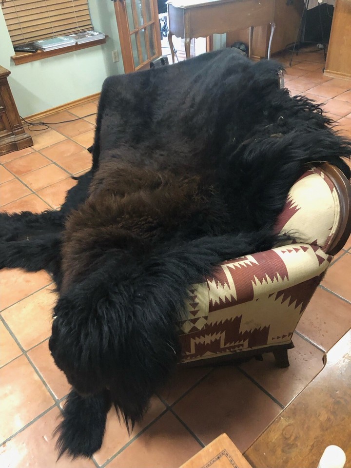 Buffalo Hide Rug, 'X-Large BULL” Premium Winter Coat Tanned Bison | eBay
