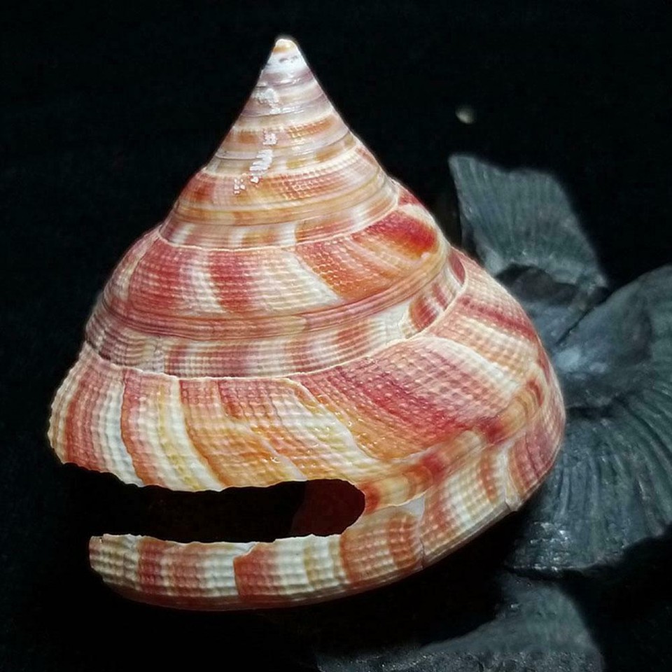 Rare Natural Pearly Screw Conch Shell Coral Sea Collectible a Snail a ...