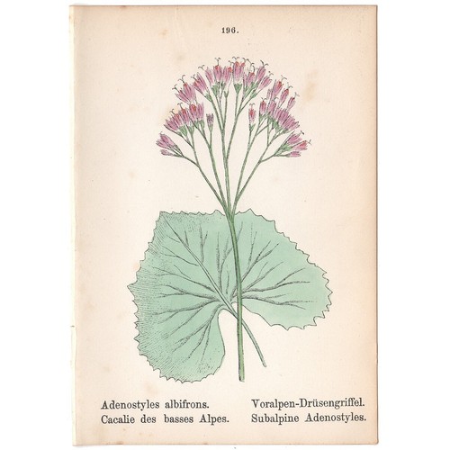 Mini antique botanical print 1879 hand-colored lithograph 196 ...