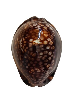 SHELL CONCHIGLIA CYPRAEA MAURITIA MACULIFERA mm.61,5 very fresh ...
