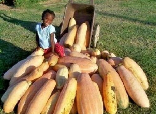 PINK JUMBO BANANA HEIRLOOM SQUASH 20 SEEDS Up to 70 POUND GIANT WINTER ...