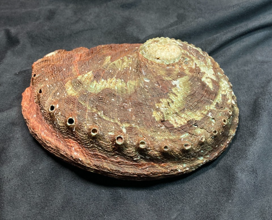 HALIOTIDAE Haliotis rubra conicopora 154.0mm Port Lincoln, S. Australia 2015 | eBay