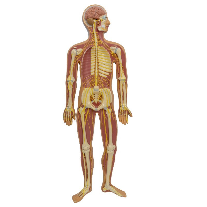 Nervous System General Anatomy Medical Exhibits