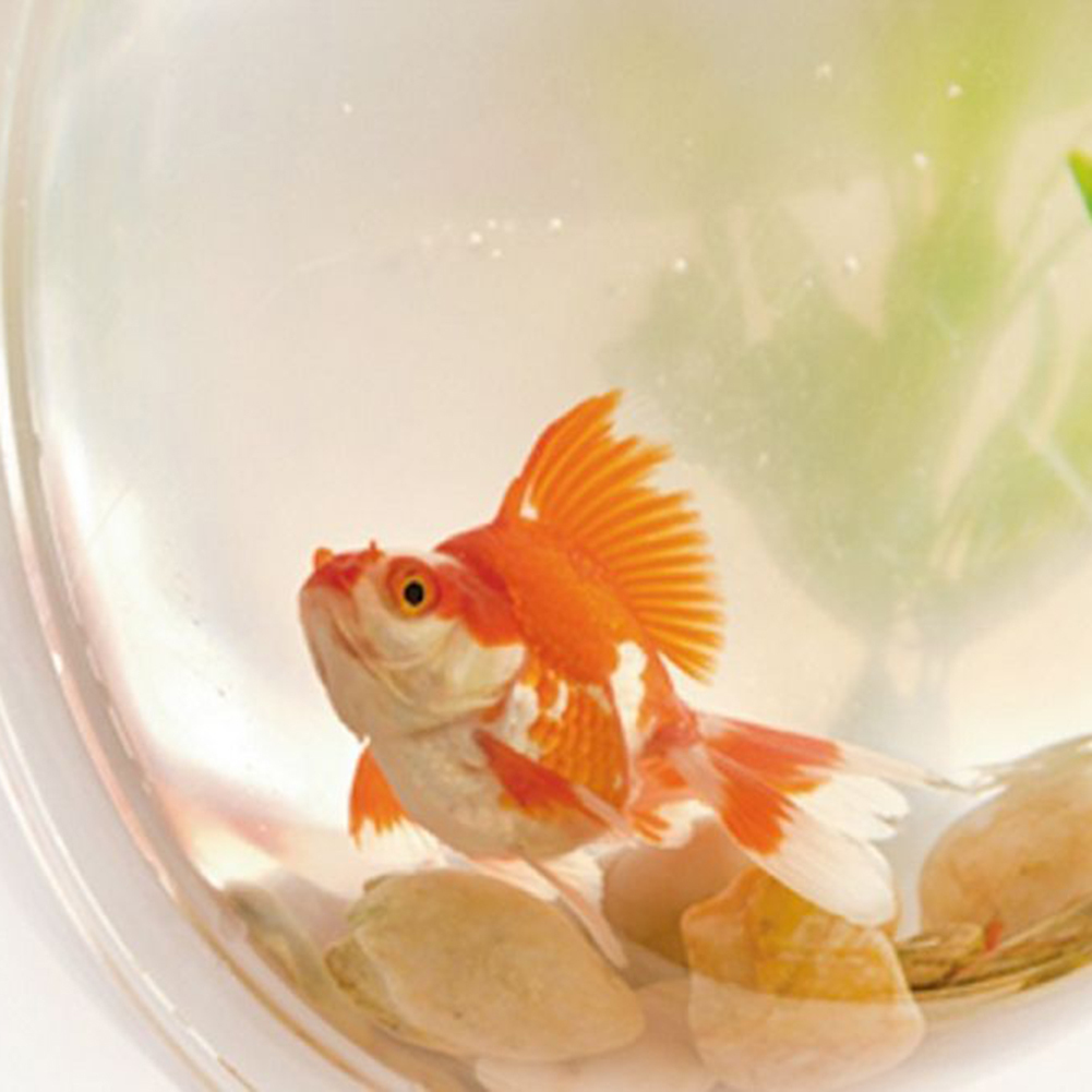 1pcs Creative Acrylic Hanging Wall Mount Fish Tank Bowl Vase Aquarium ...