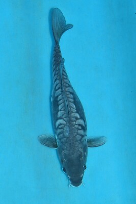 11" Doitsu Soragoi Koi Carp A* High quality Direct from the farm! | eBay