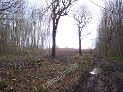 Photo 6x4 Coppiced Trees within Denge Wood Garlinge Green These cut ...