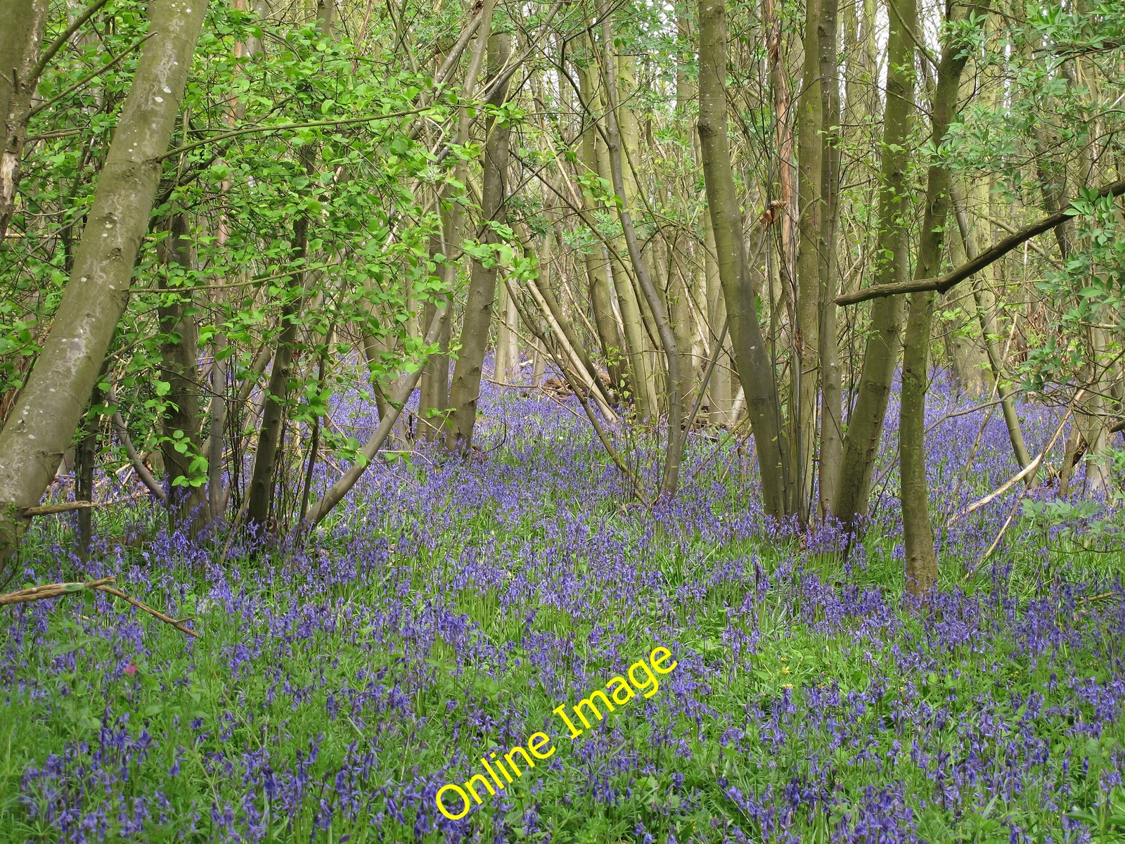 Photo 12x8 Bluebells in Copperas Wood Wrabness Copperas Wood is an ...