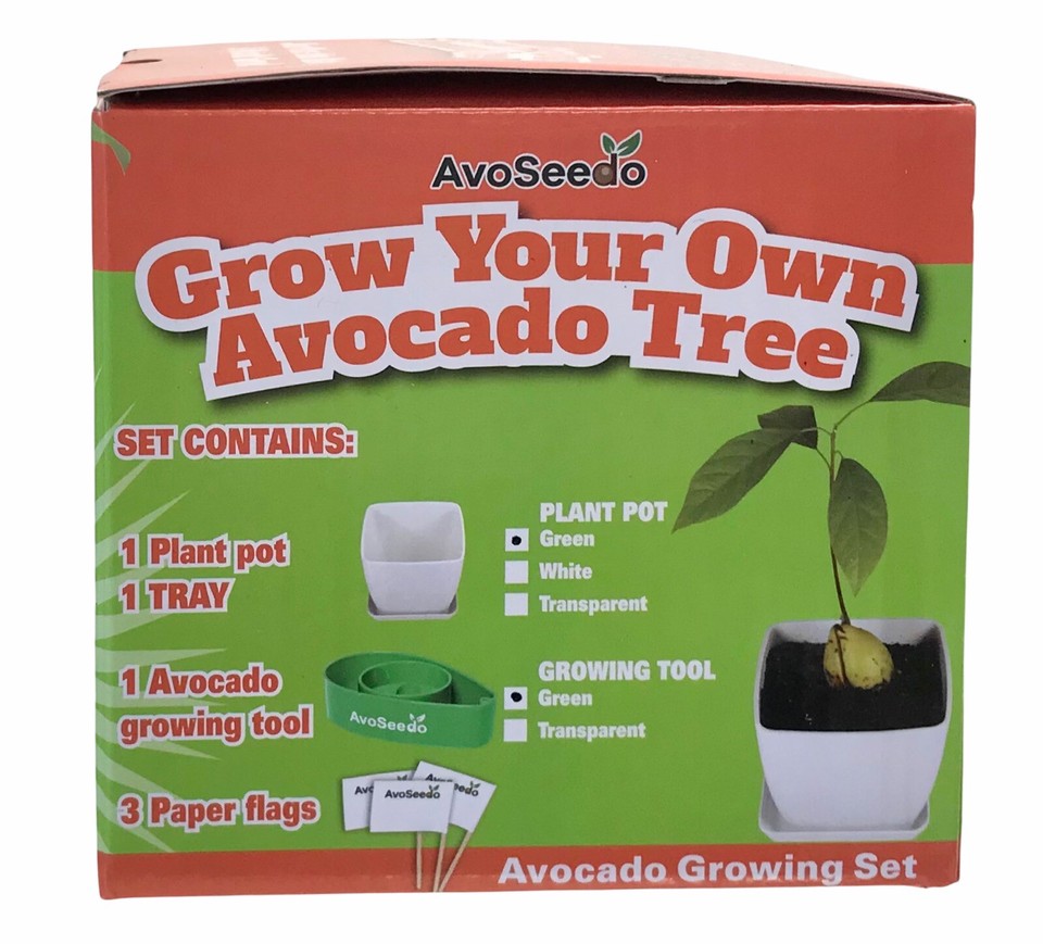 AvoSeedo Avocado Grow You Own Tree - Adult & Children - For All Ages 4 ...