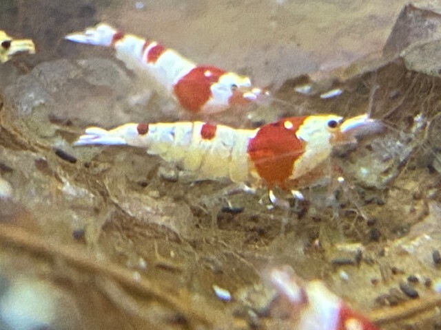 22 Crystal Red Shrimp CRS (Caridina cf. cantonensis) PRL Pure Red Line ...