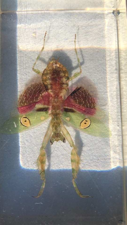 22 x National Geographic Real Life Bugs Insects in Resin Collection - 2 ...