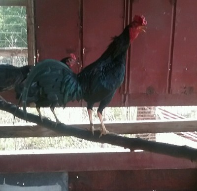 Livestock Supplies - Gamefowl Hatching Eggs