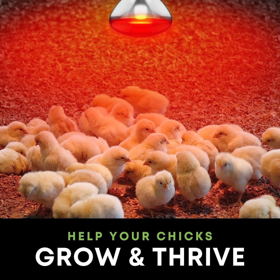 2 Pack 250W Watt Infrared Brooder Chicken Coop Hen Red Heat Lamp R40 ...