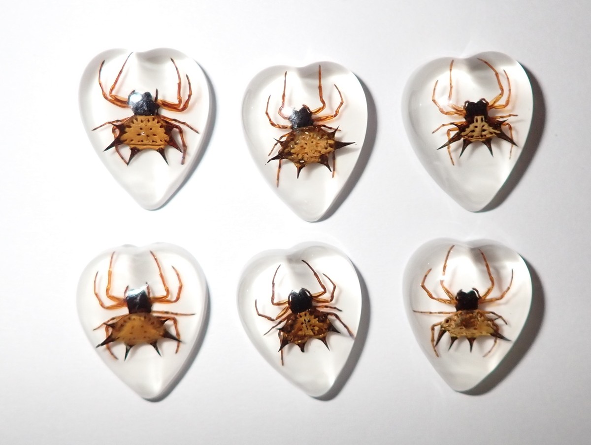 Tarantula Heart Spider Genes Put A New Spin On Arachnids' Potent