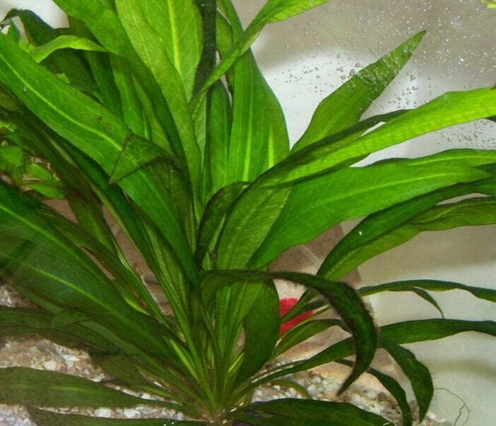 Echinodorus Amazonicus Buy Amazon Sword For Sale | Fast Delivery