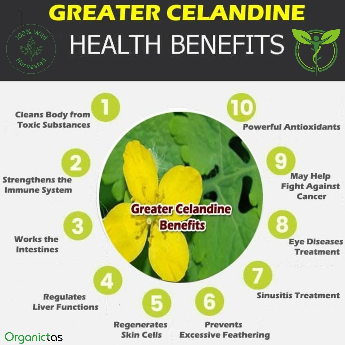 Greater Celandine Uses Greater Celandine (Chelidonium Majus)