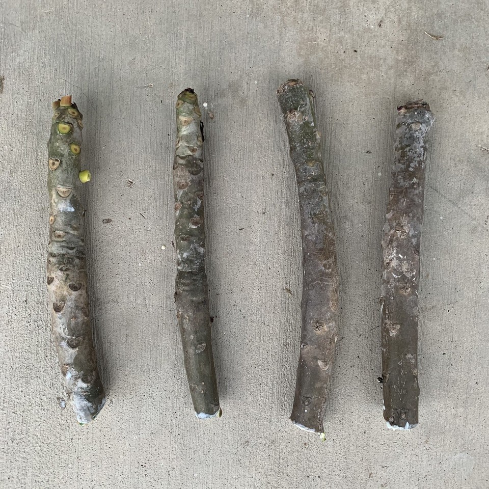 FRANGIPANI / Plumeria Fruit Salad (20-25cm Cutting) | eBay Australia