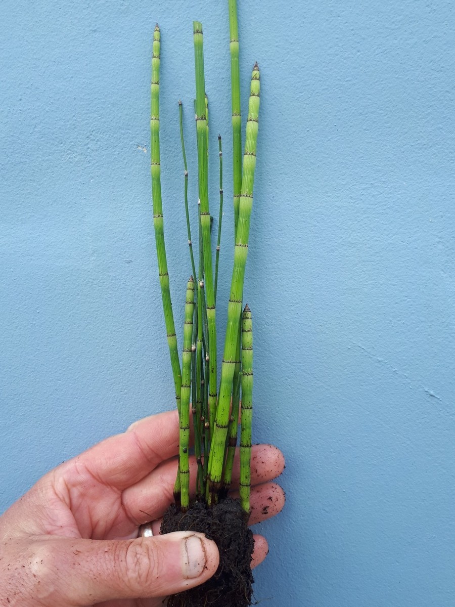 Horsetail Plants