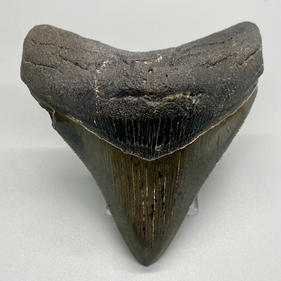 Massive/WIDE 4.01" Lower Lateral Fossil MEGALODON Shark Tooth- USA | eBay