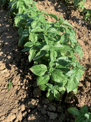 🌿 BASILIC 'LOKI' 50 Graines | Nain, Aromatique & Idéal Pour Pots | eBay