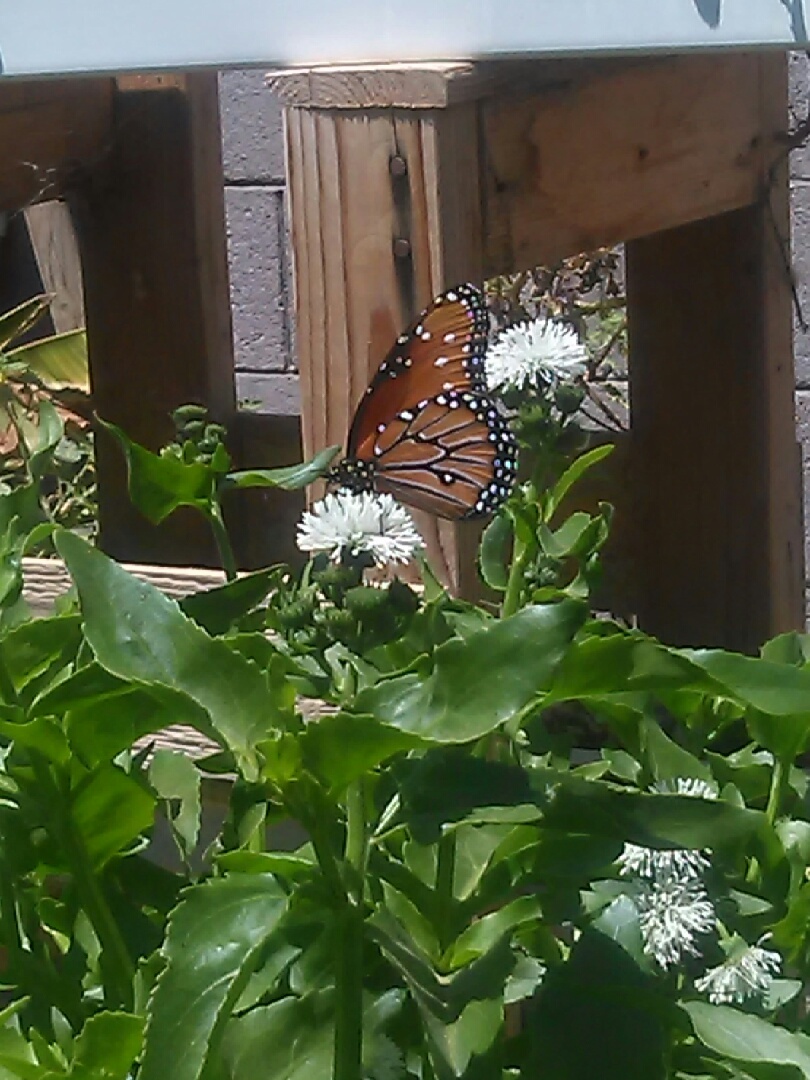 3 Snowball Butterfly Pond plant Bog Marginal& Free Bog Plant | eBay