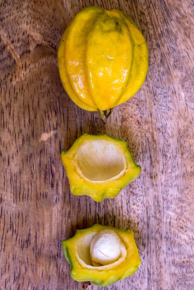 Pitangatuba Star Cherry Eugenia Selloi neonitida Fruit Tree Seedling ...