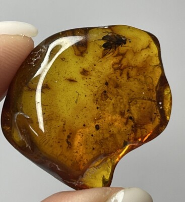 Amber Stone with FLY Insect.FLY Trapped in Amber Stone.Insect in Amber ...