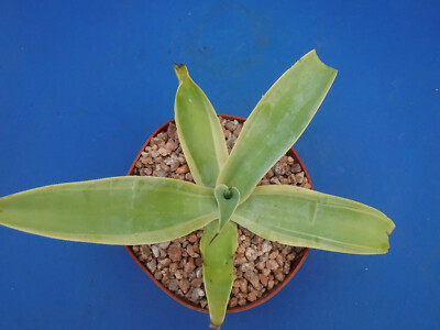 Octopus Agave vilmoriniana VARIEGATED! Yellow 8"-10" Wide Fast Growing ...