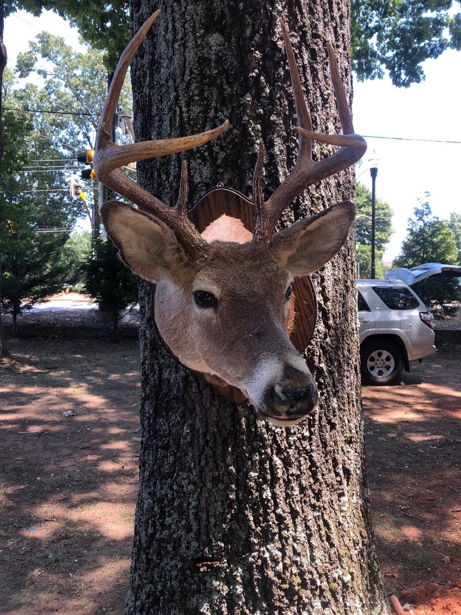 Non Typical Buck
