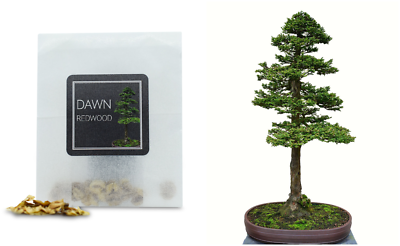 30 Dawn Redwood Bonsai Seeds | Grow Your Own Bonsai Tree | Bonsai ...