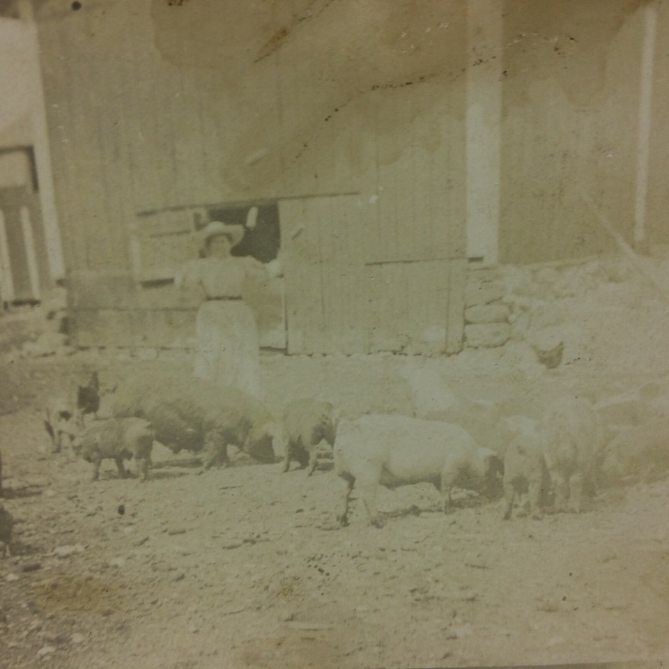 Vintage Real Photo Postcard Farm Pigs and Girl with Dog Scene | eBay